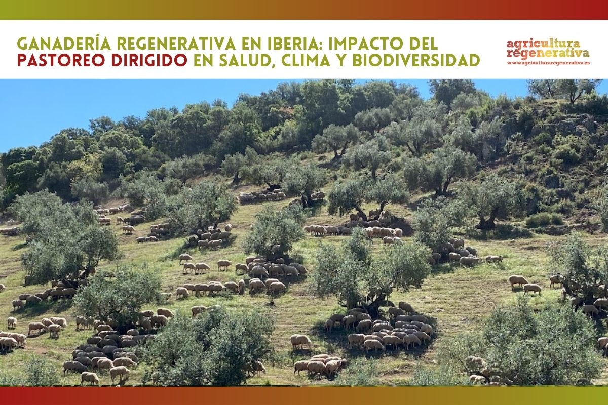 Ganadería Regenerativa en Iberia: Impacto del pastoreo dirigido en ...